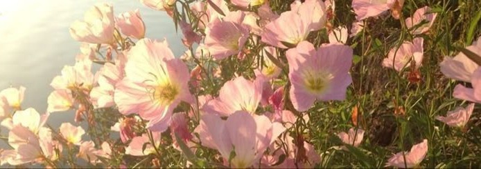 Flower Banners & Covers - For Discord, Instagram & TikTok