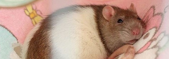 Hamster Discord Banner