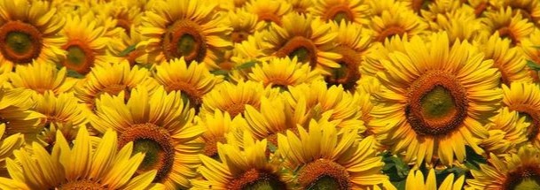 Nf Banners & Covers - For Discord, Instagram & TikTok