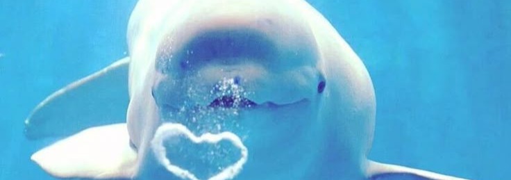 Beluga Discord Banner