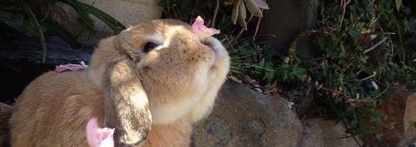 Cute Animal Discord Banner