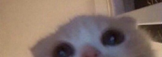 Aesthetic Meme Discord Banner