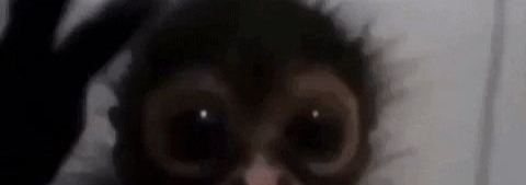 Monkey Banners & Covers - For Discord, Instagram & TikTok