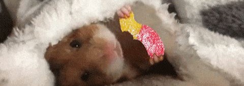 Hamster Discord Banner