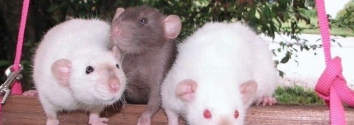 Rat Discord Banner