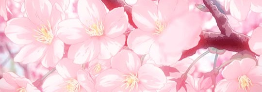 Sakura Banners & Covers - For Discord, Instagram & TikTok