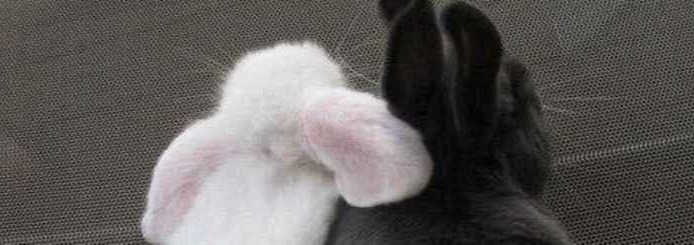 Bunny Discord Banner
