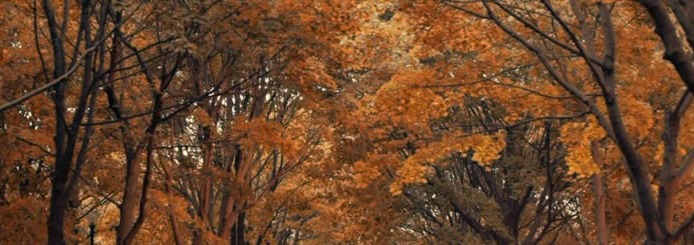 Autumn Discord Banner