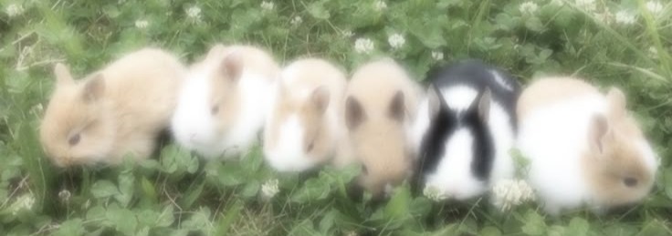 Cute Animal Discord Banner