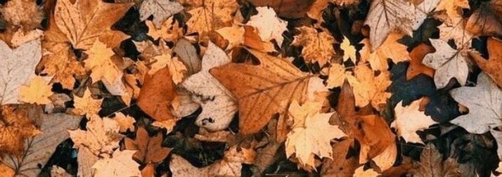 Autumn Discord Banner