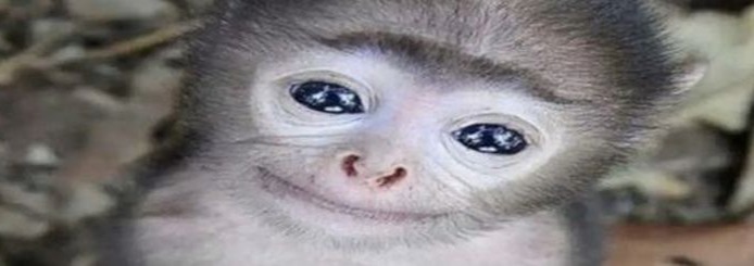 Monkey Discord Banner