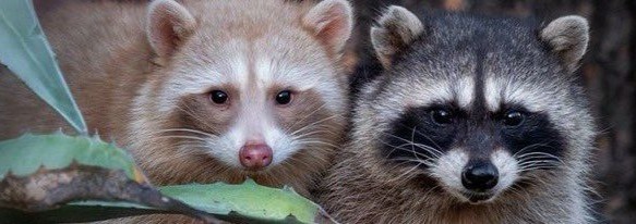 Raccoon Discord Banner