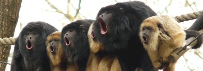 Monkey Discord Banner