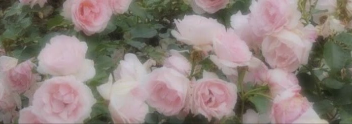 Flower Banners & Covers - For Discord, Instagram & TikTok