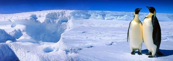 Penguin Discord Banner