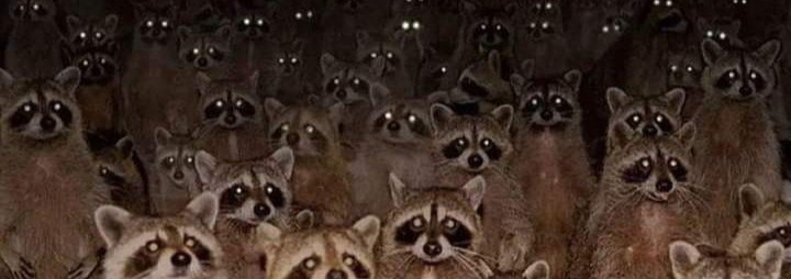 Raccoon Discord Banner