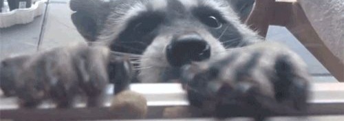 Raccoon Banners & Covers - For Discord, Instagram & TikTok