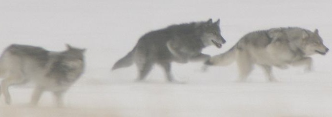 Wolf Banners & Covers - For Discord, Instagram & TikTok