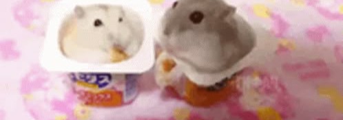 Hamster Discord Banner