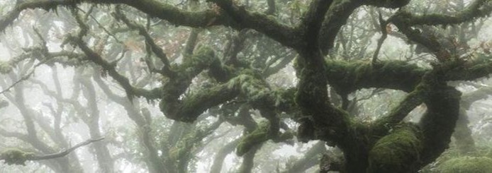 Fairycore Discord Banner