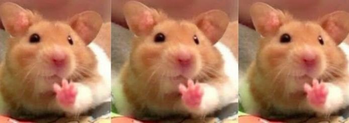 Hamster Discord Banner