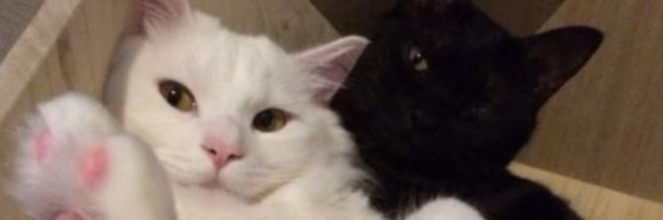 daddy Discord Banner