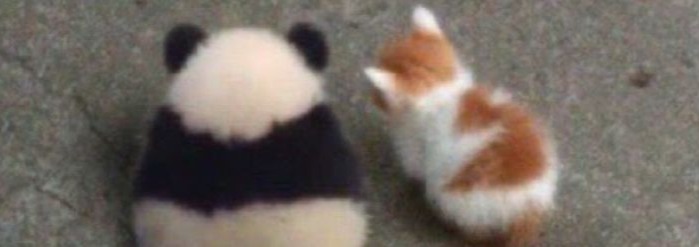 Panda Discord Banner