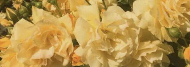 Yellow Banners & Covers - For Discord, Instagram & TikTok