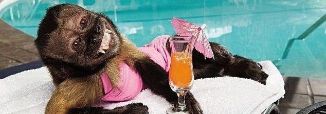 Monkey Discord Banner