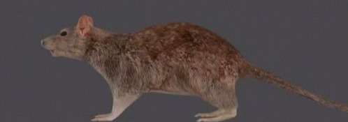 Rat Discord Banner