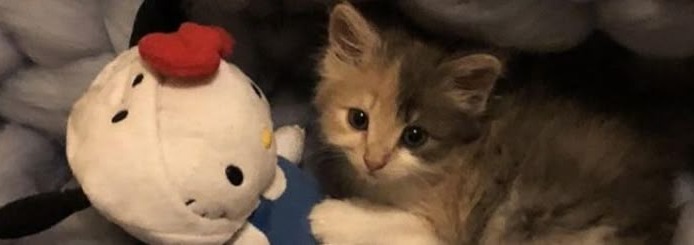 Cute Animal Discord Banner