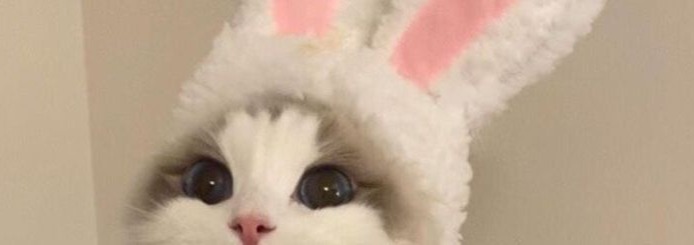 Cute Animal Discord Banner