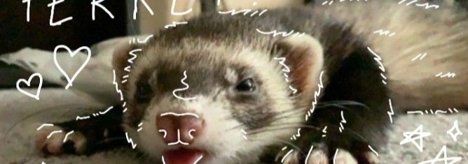 Ferret Discord Banner