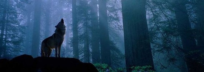 Wolf Banners & Covers - For Discord, Instagram & TikTok