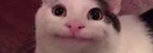 Beluga Discord Banner