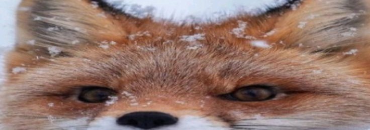 Fox Discord Banner
