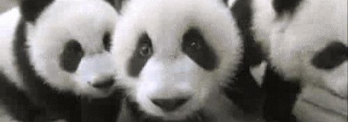 Panda Discord Banner