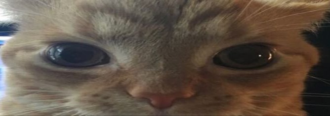 Funny Banners & Covers - For Discord, Instagram & TikTok