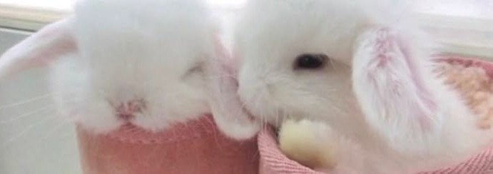 Bunny Discord Banner