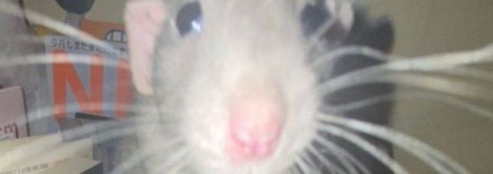 Rat Discord Banner