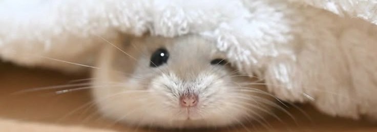 Hamster Banners & Covers - For Discord, Instagram & TikTok
