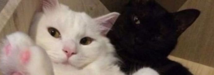 Monkey Discord Banner