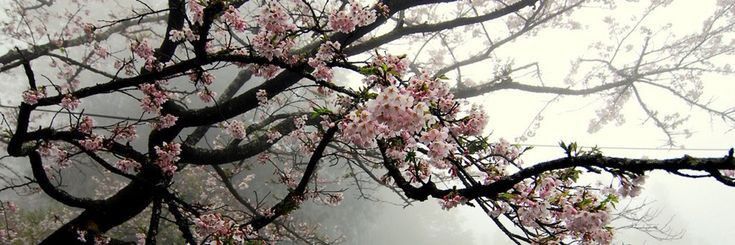 Sakura Banners & Covers - For Discord, Instagram & TikTok