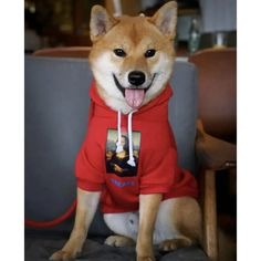 Dog With Hoodie Pfp by gri