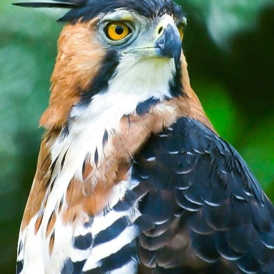 Hawks Pfp by fruitusmaximus