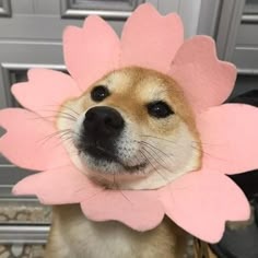 Shiba Profile Picture Pfp by denxfn2024