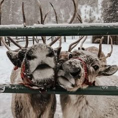 Aesthetic Christmas Pfps and Icons - For Discord, Instagram & TikTok