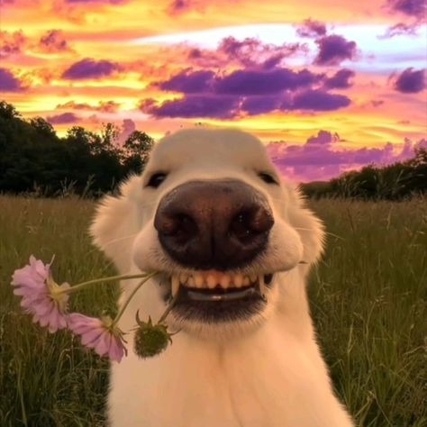 Dog Profile Image Pfp by ud_lord