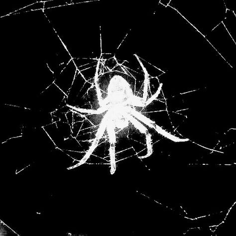 Spider Profile Picture Pfp by Avo