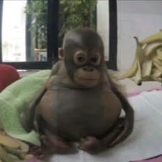 Monkey 10 Pfp by hakz